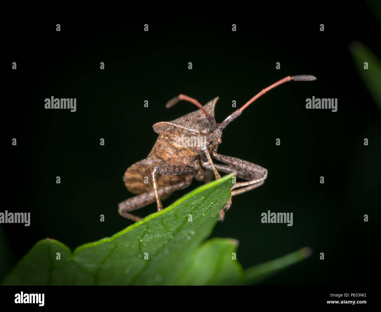 A dock bug (Coreus marginatus, Coreidae) sitting on a green leaf, black ...