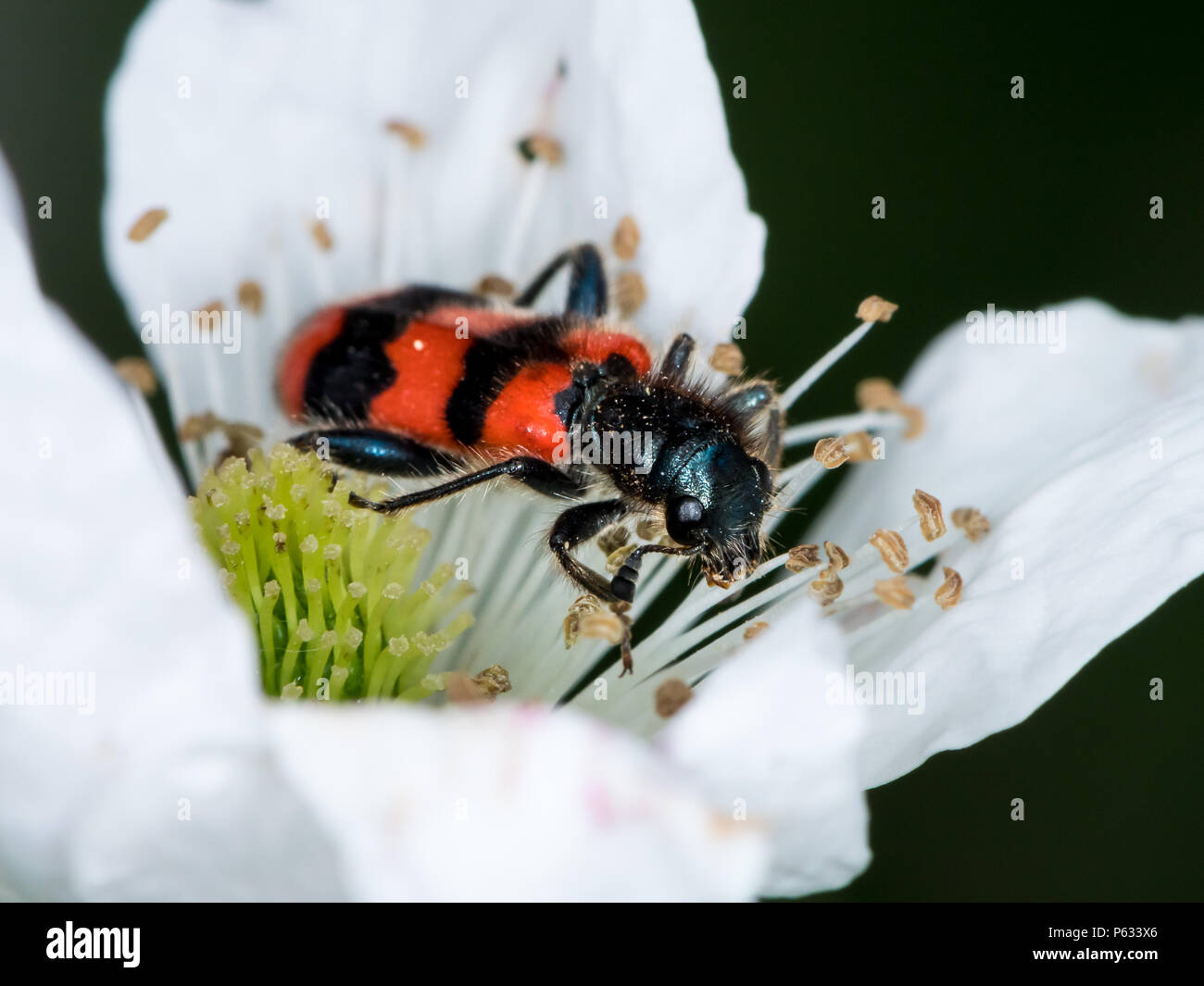 Colorful checkered beetle (Trichodes apiarius, Cleridae) sitting in a ...