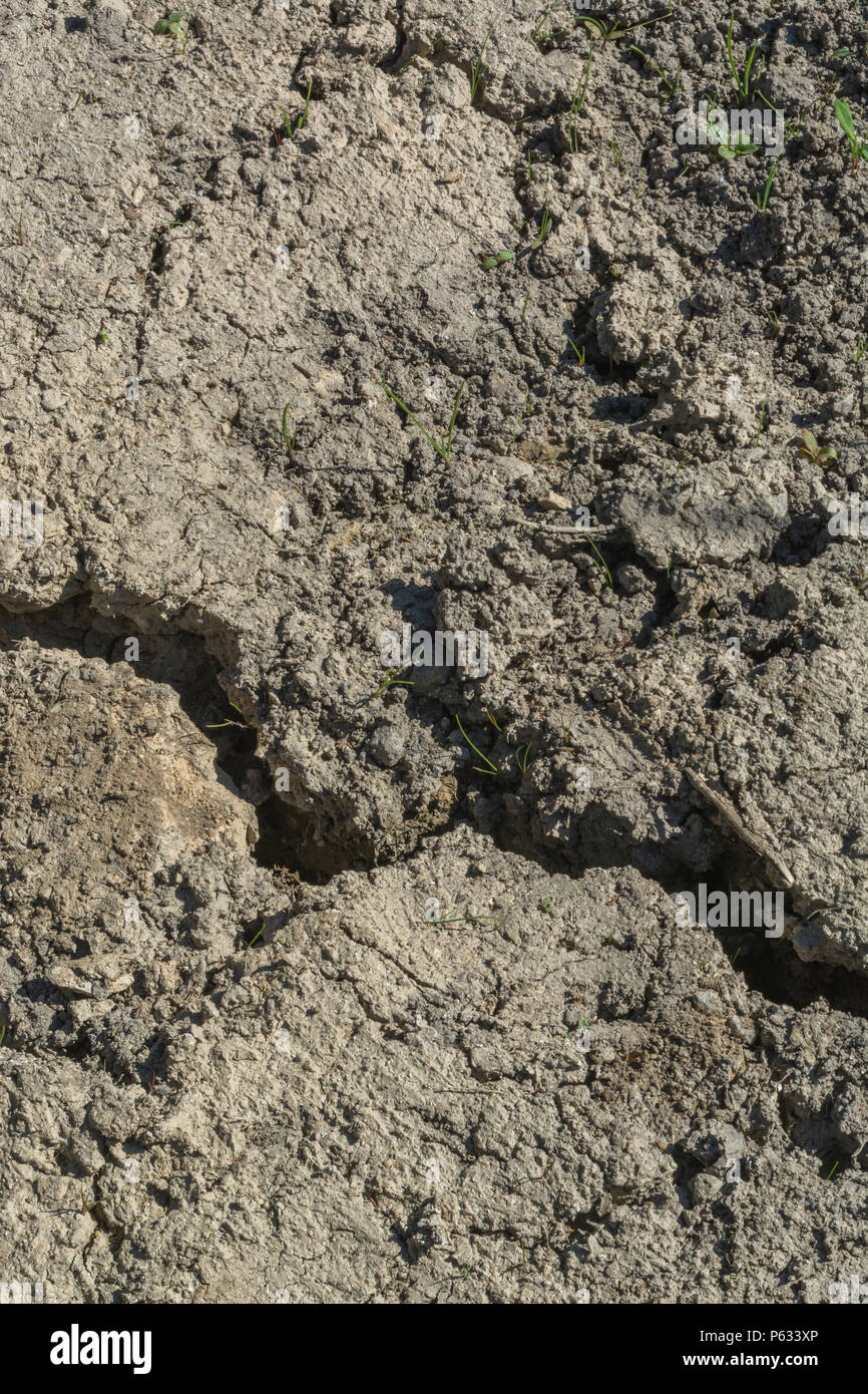 Deep cracks in water parched soil of cropped area. For split, drought ...