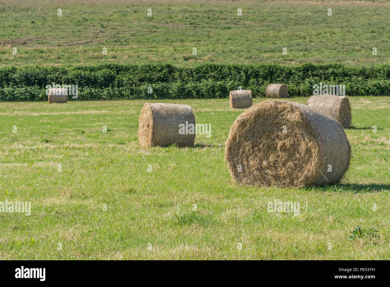 Farm to fork hi-res stock photography and images - Alamy