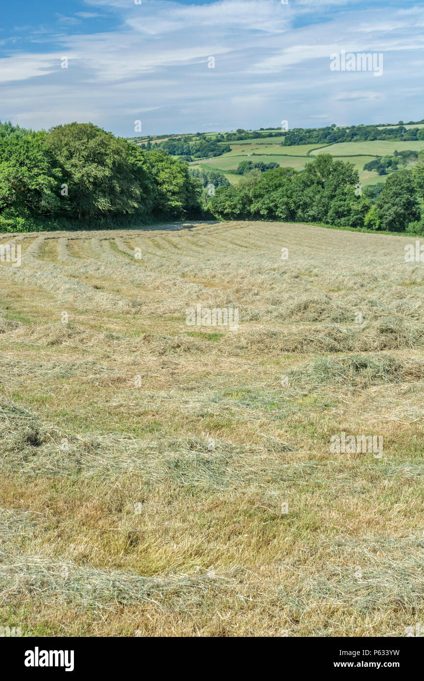 Newly mown hay drying in a field before being baled. British farming ...