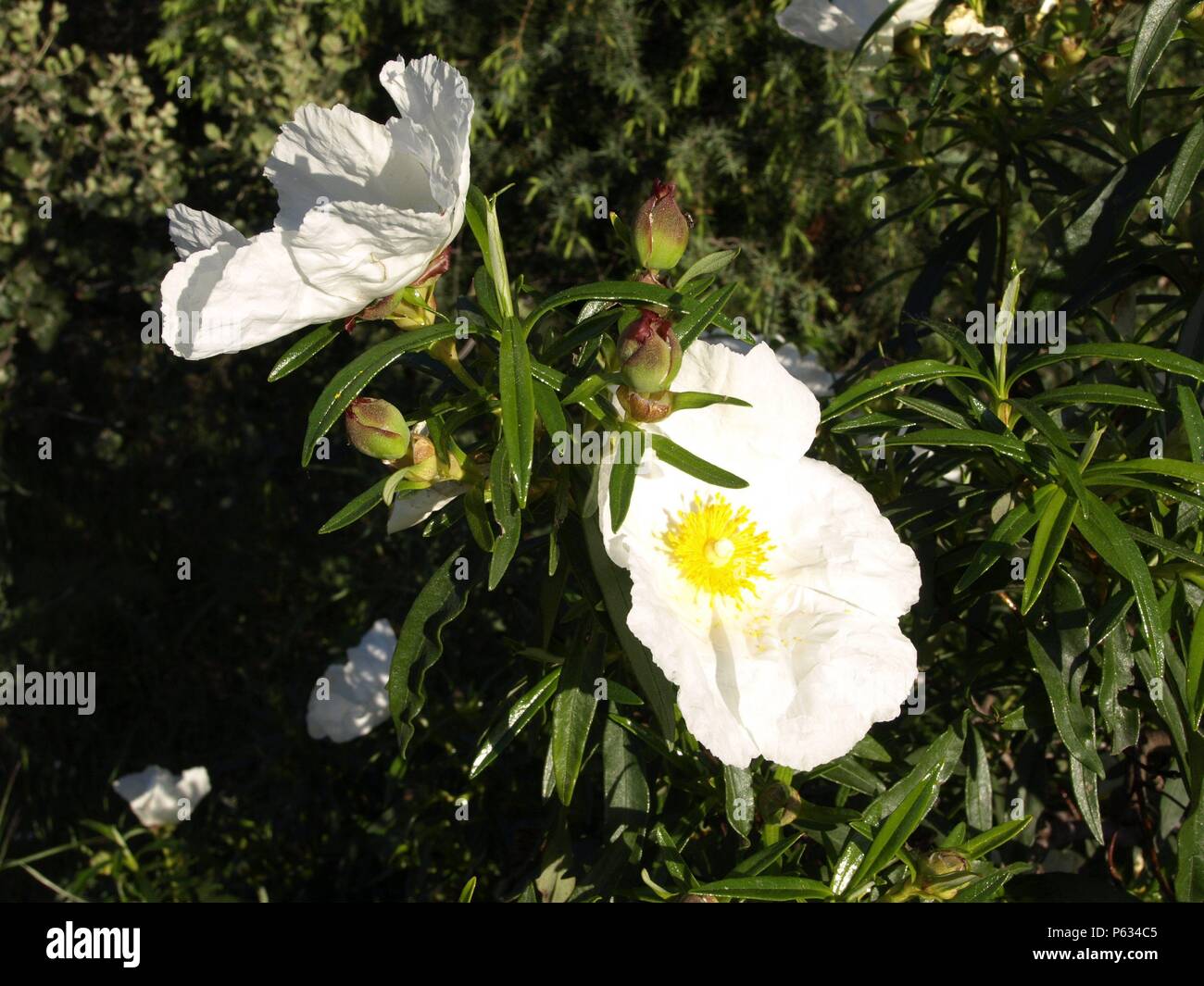 Planta de jara hi-res stock photography and images - Alamy