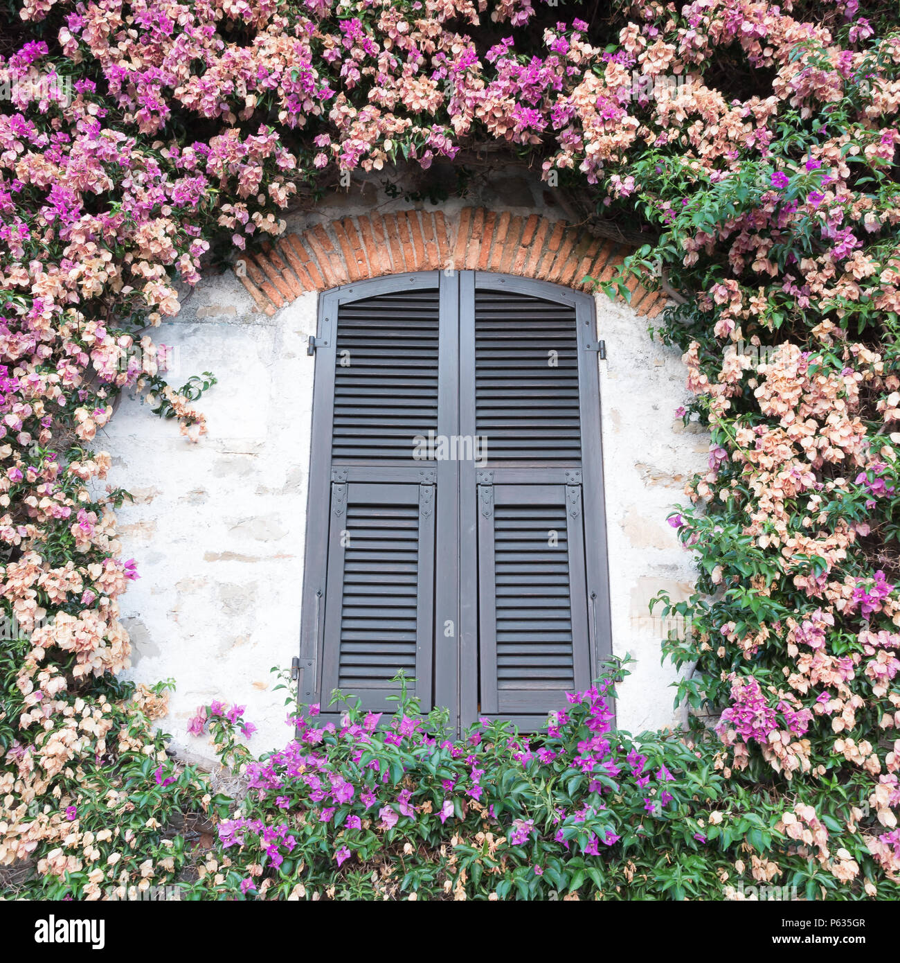 Plants around a window hi-res stock photography and images - Alamy