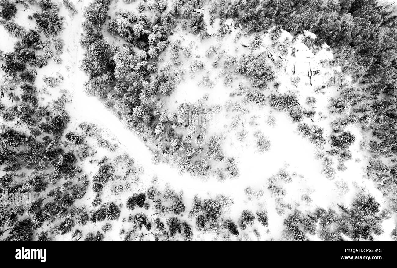 Pine Trees in Snow Storm Stock Photo - Alamy