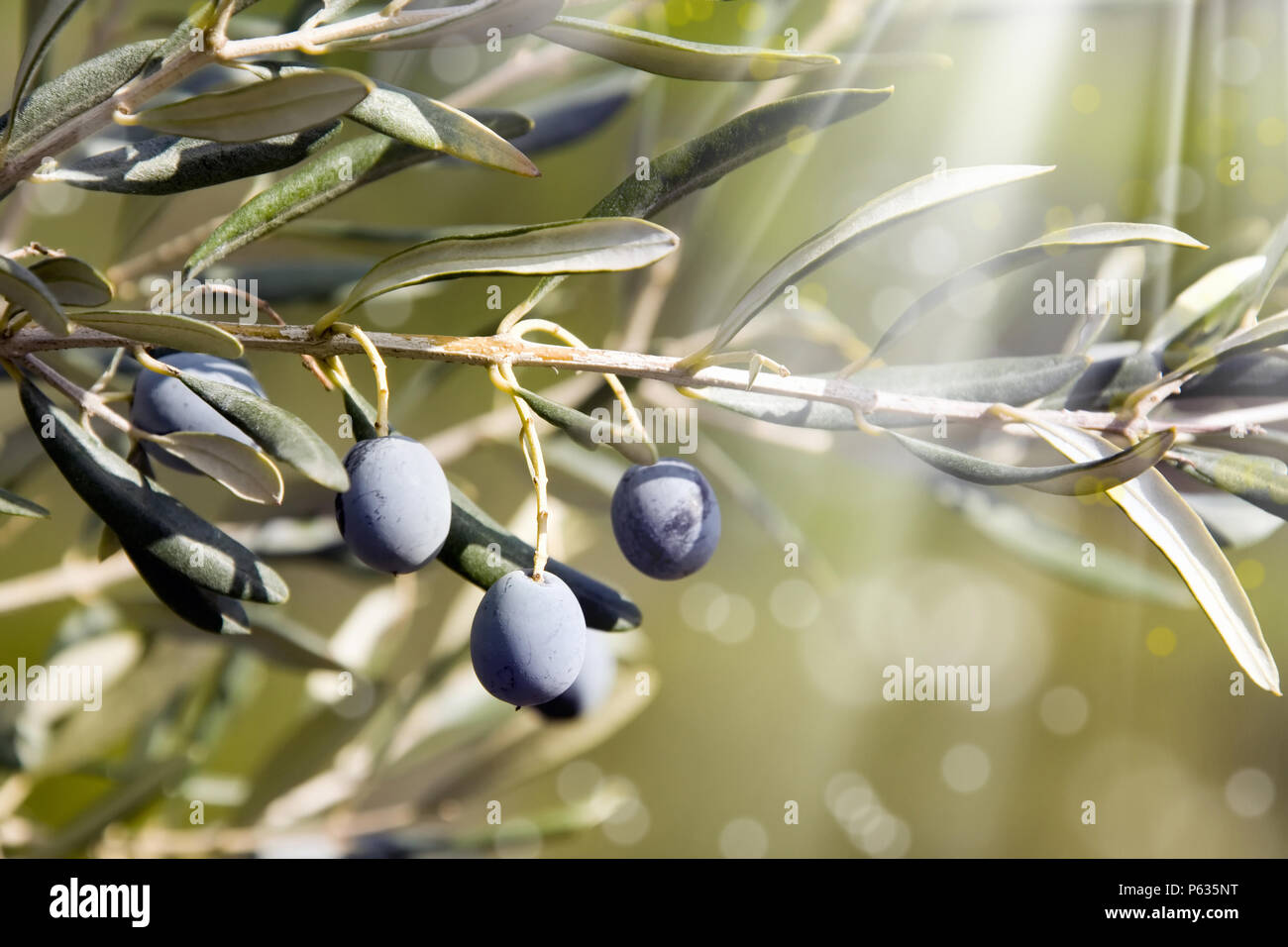 close up shot of an olive tree Stock Photo - Alamy