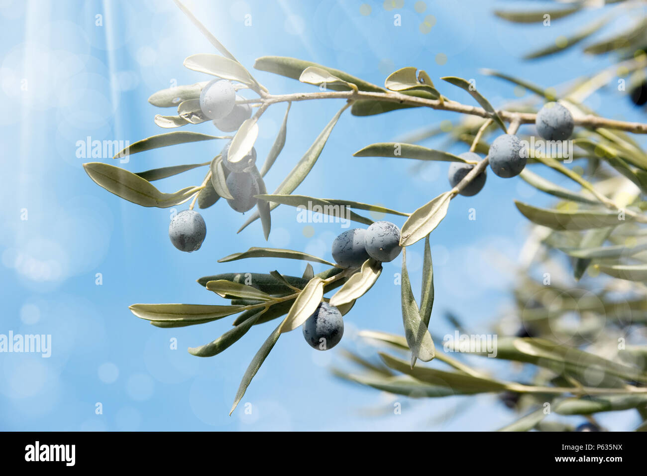 Top olive tree blue hi-res stock photography and images - Alamy