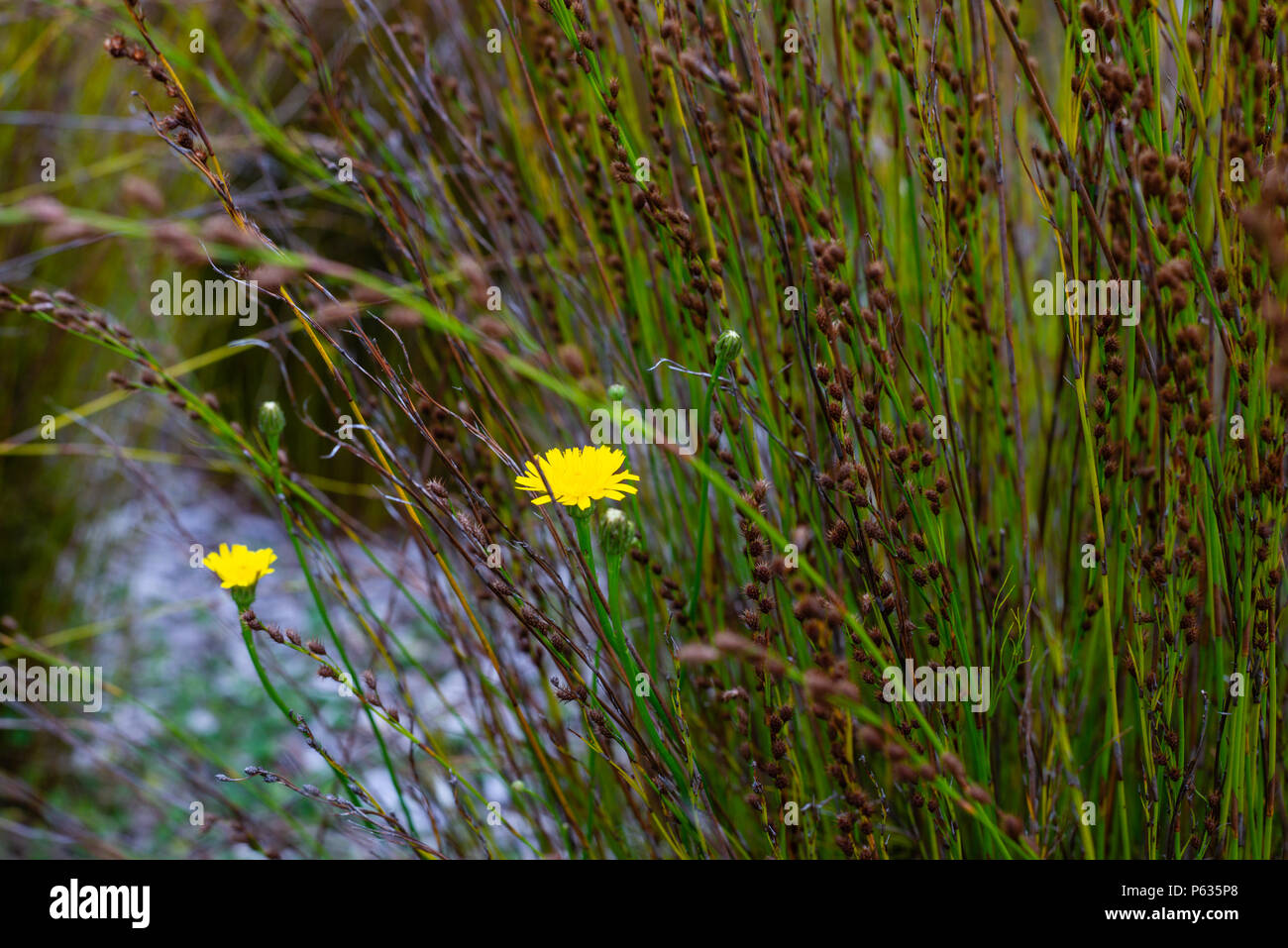 Yellow Daisy Flower in the Royal Botanic Gardens Victoria Stock Photo ...