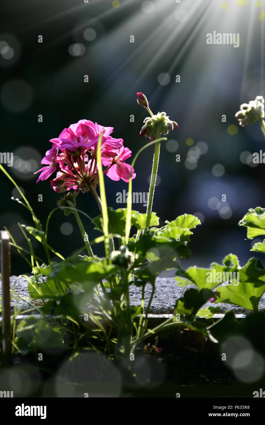 Petal beam outdoor hi-res stock photography and images - Alamy