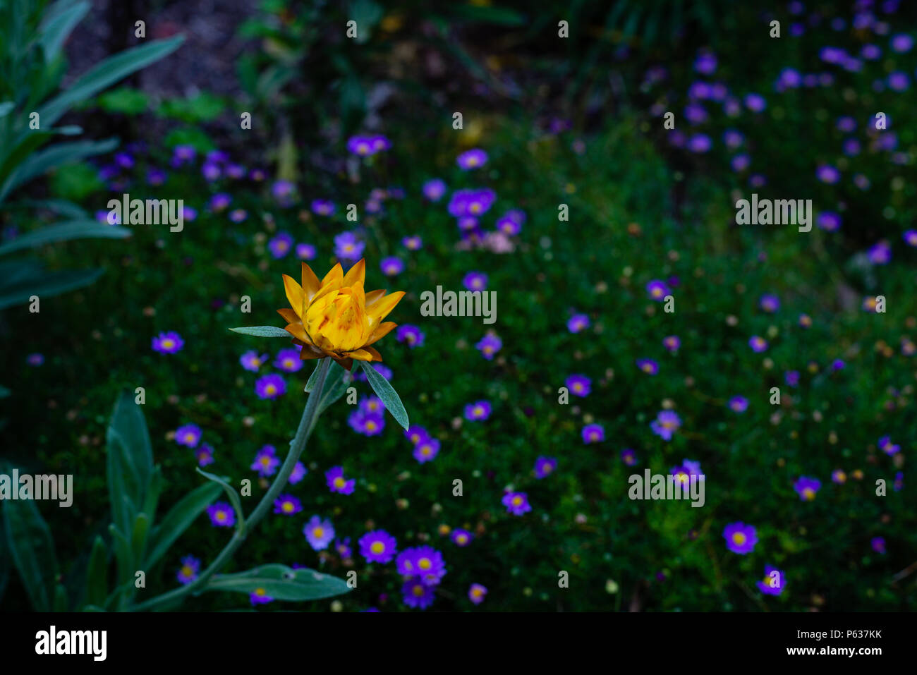 Yellow Daisy Flower in the Royal Botanic Gardens Victoria Stock Photo ...