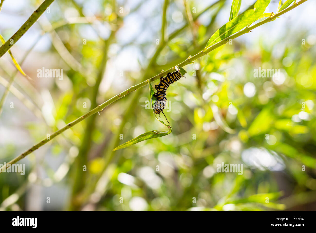 Caterpillar in the Garden Stock Photo - Alamy