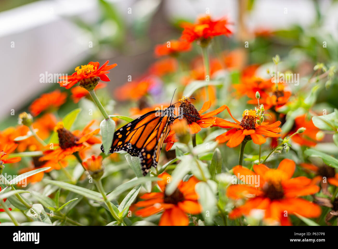 Monarch Butterfly in the Garden Stock Photo - Alamy