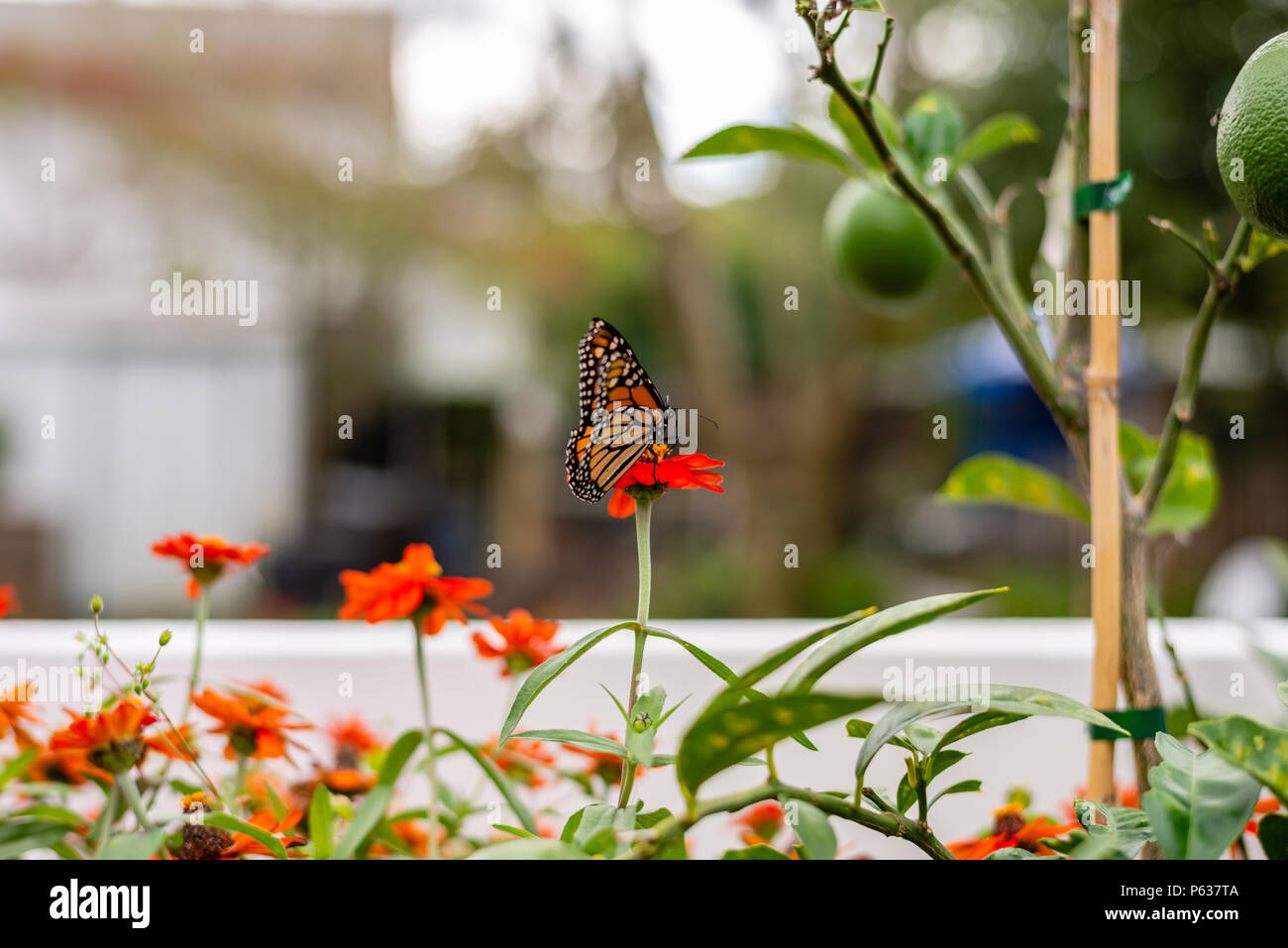 Monarch Butterfly in the Garden Stock Photo - Alamy