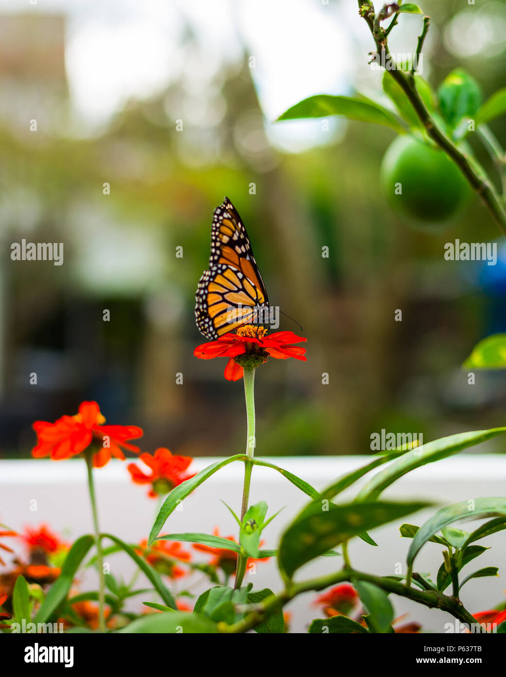 Monarch Butterfly in the Garden Stock Photo - Alamy