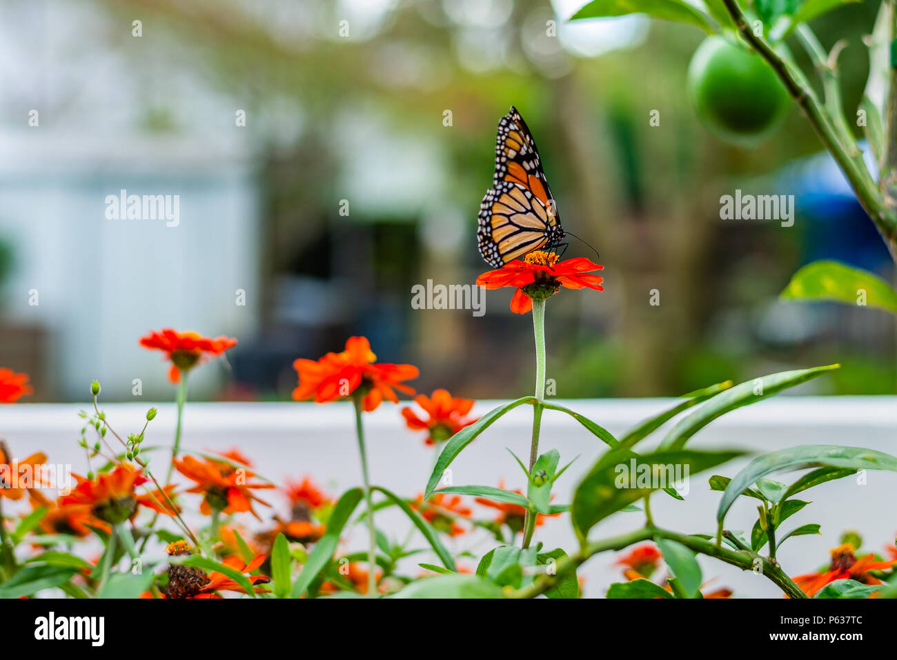 Monarch Butterfly in the Garden Stock Photo - Alamy