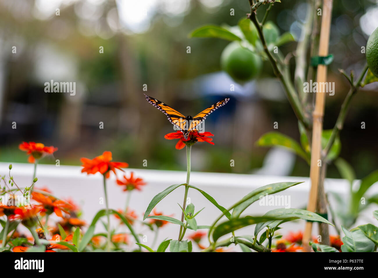Monarch Butterfly in the Garden Stock Photo - Alamy