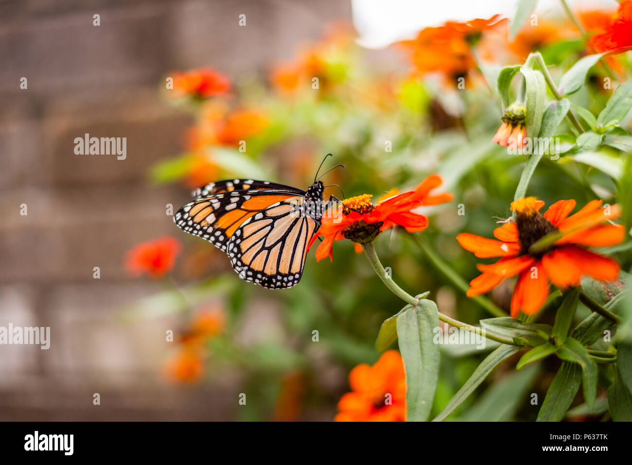 Monarch tag wing hi-res stock photography and images - Alamy