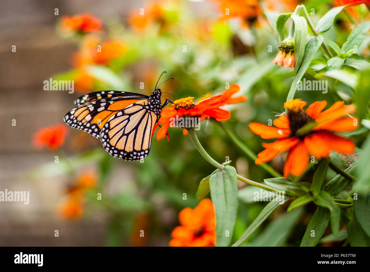 Monarch Butterfly in the Garden Stock Photo - Alamy