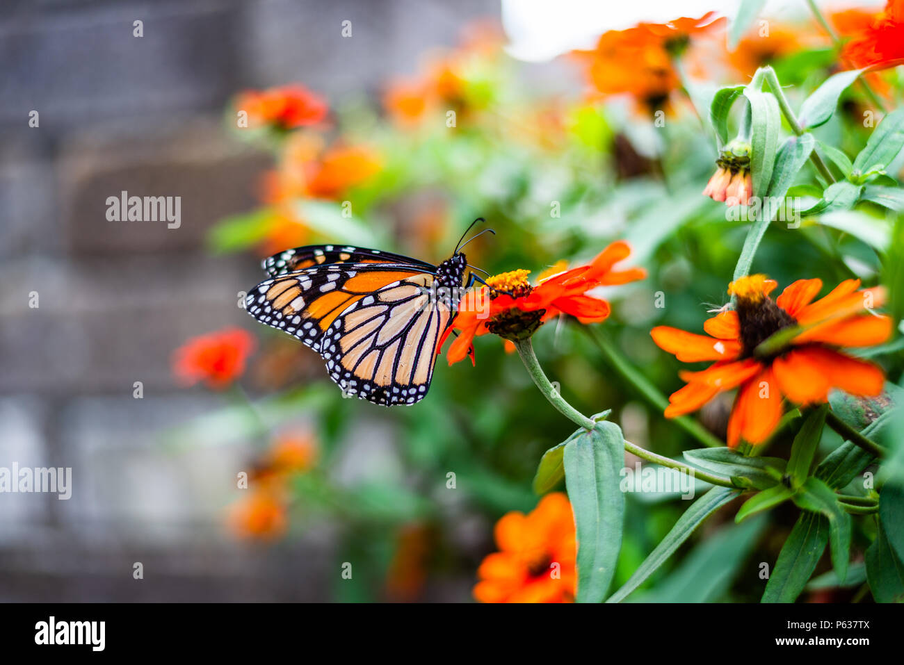 Monarch Butterfly in the Garden Stock Photo - Alamy