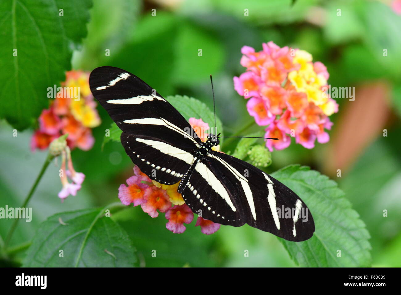 A Zebra longwing butterfly lands in the gardens Stock Photo - Alamy