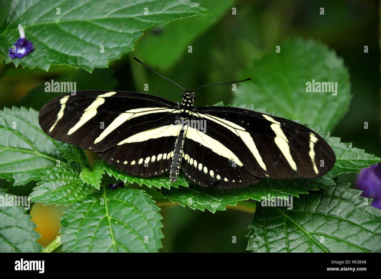 Zebra longwing photos hi-res stock photography and images - Alamy