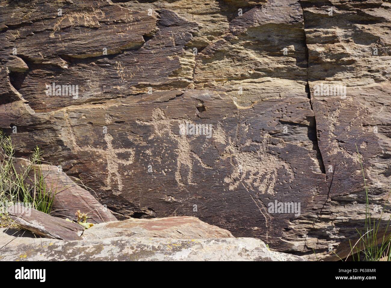 Proyecto caballo hi-res stock photography and images - Alamy