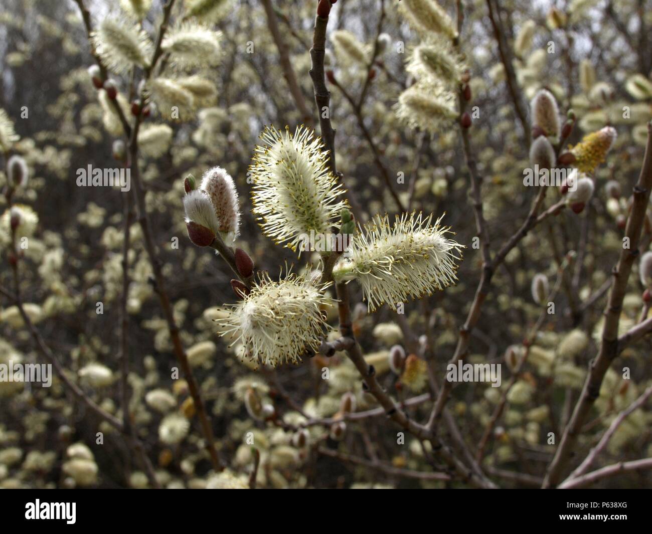 Planta silvestres hi-res stock photography and images - Alamy