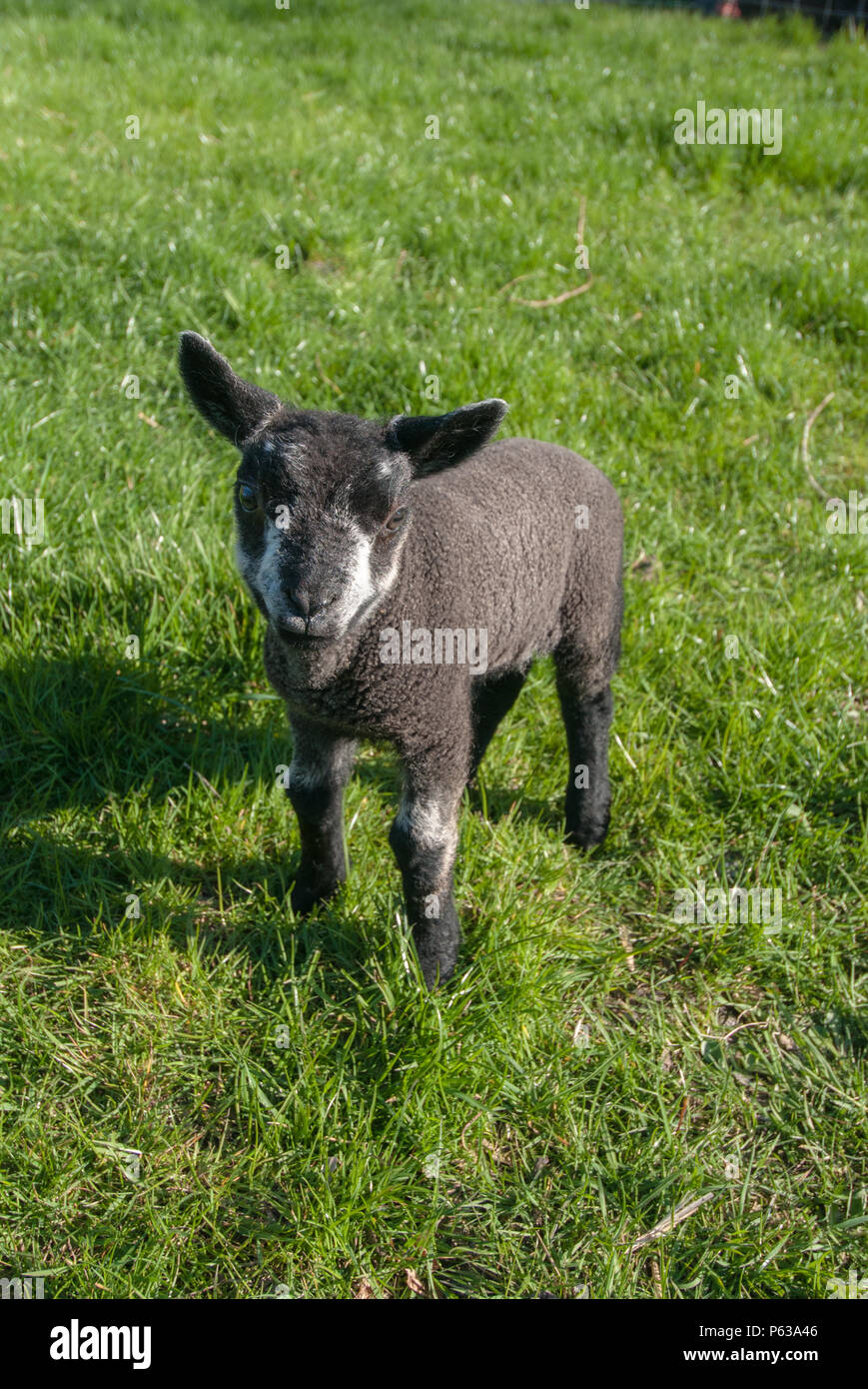 Black lamb hi-res stock photography and images - Alamy