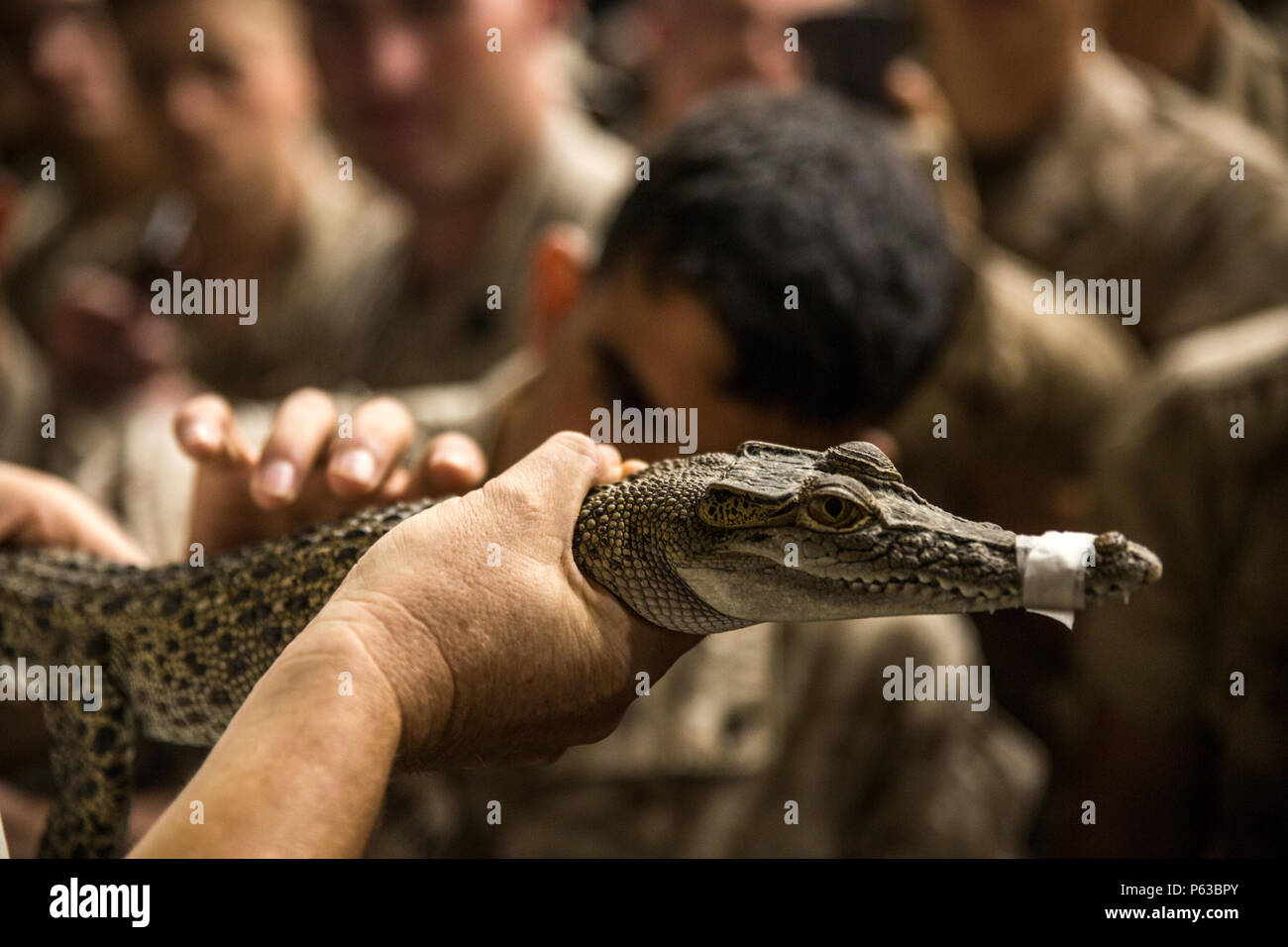 A baby crocodile is presented to Marines with 1st Battalion, 1st Marine ...
