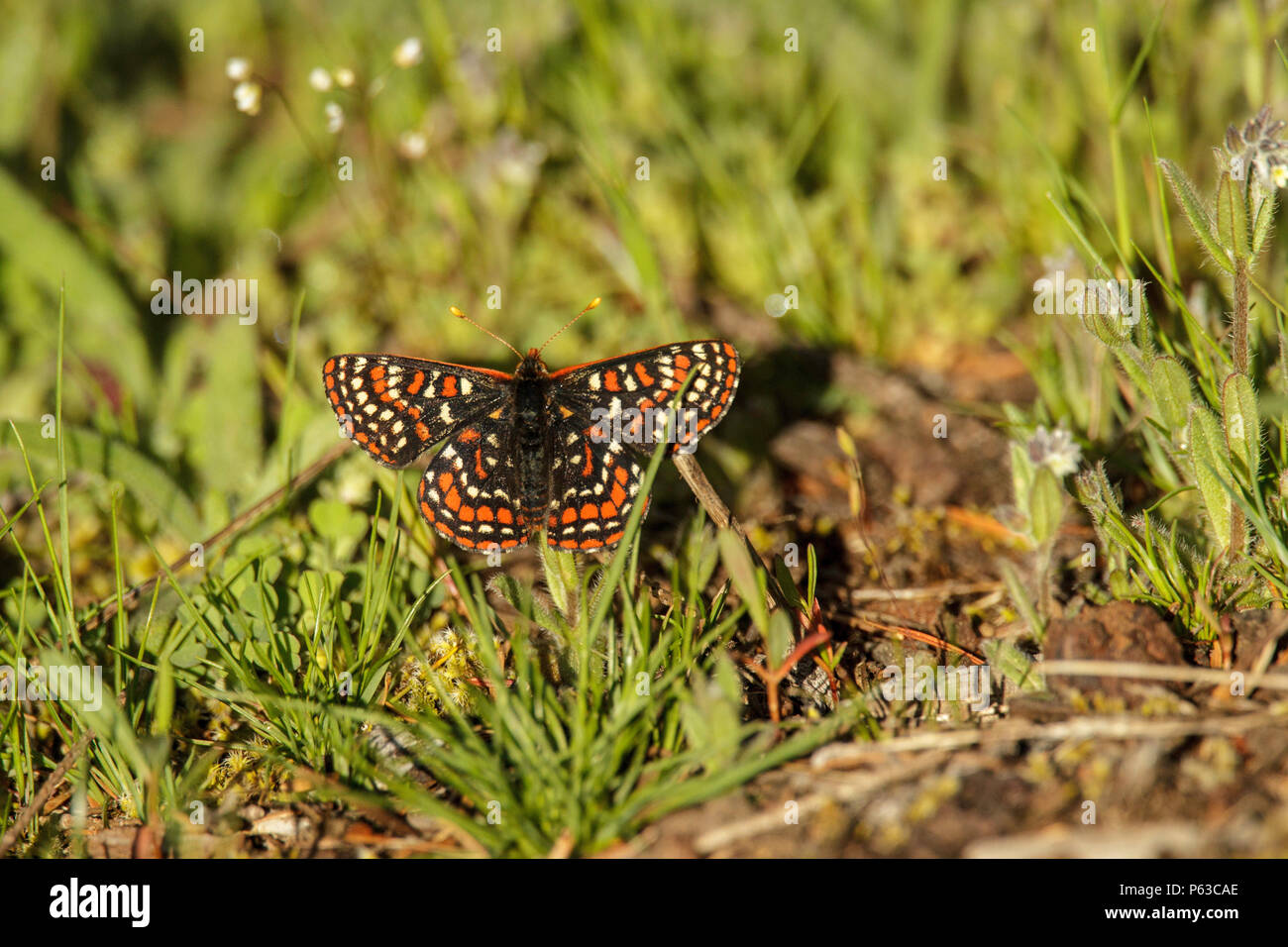 Euphydryas editha taylori hi-res stock photography and images - Alamy
