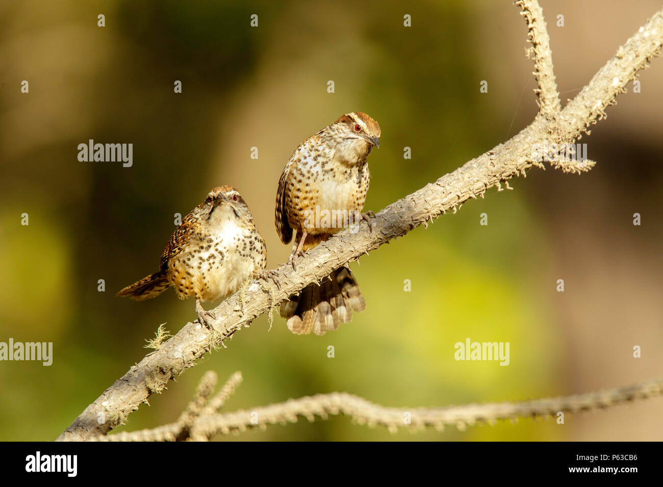 Spotted Wren Campylorhynchus gularis Cerro San Juan, Tepic, Nayarit ...