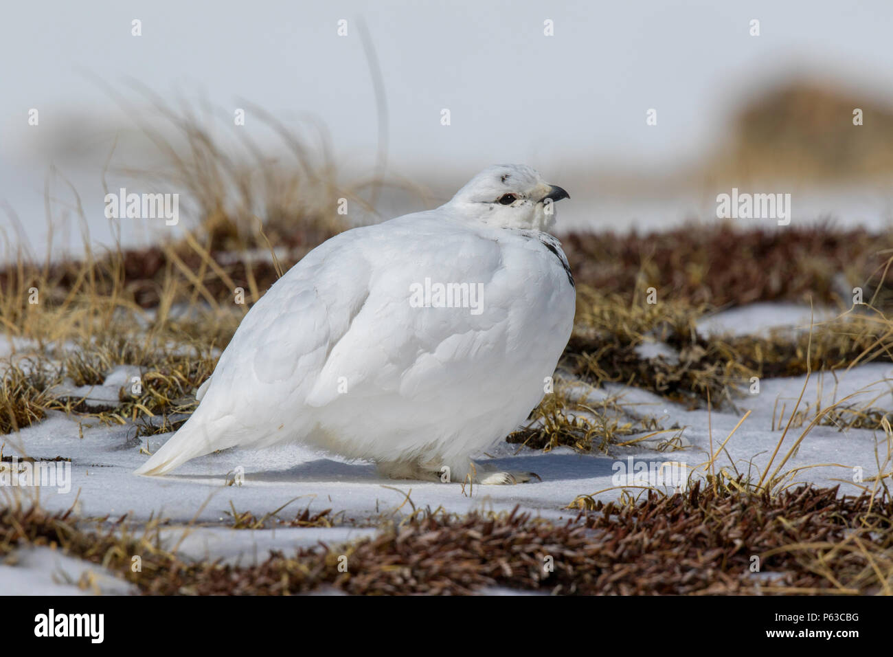 White tailed ptarmigan white plumage hi-res stock photography and ...
