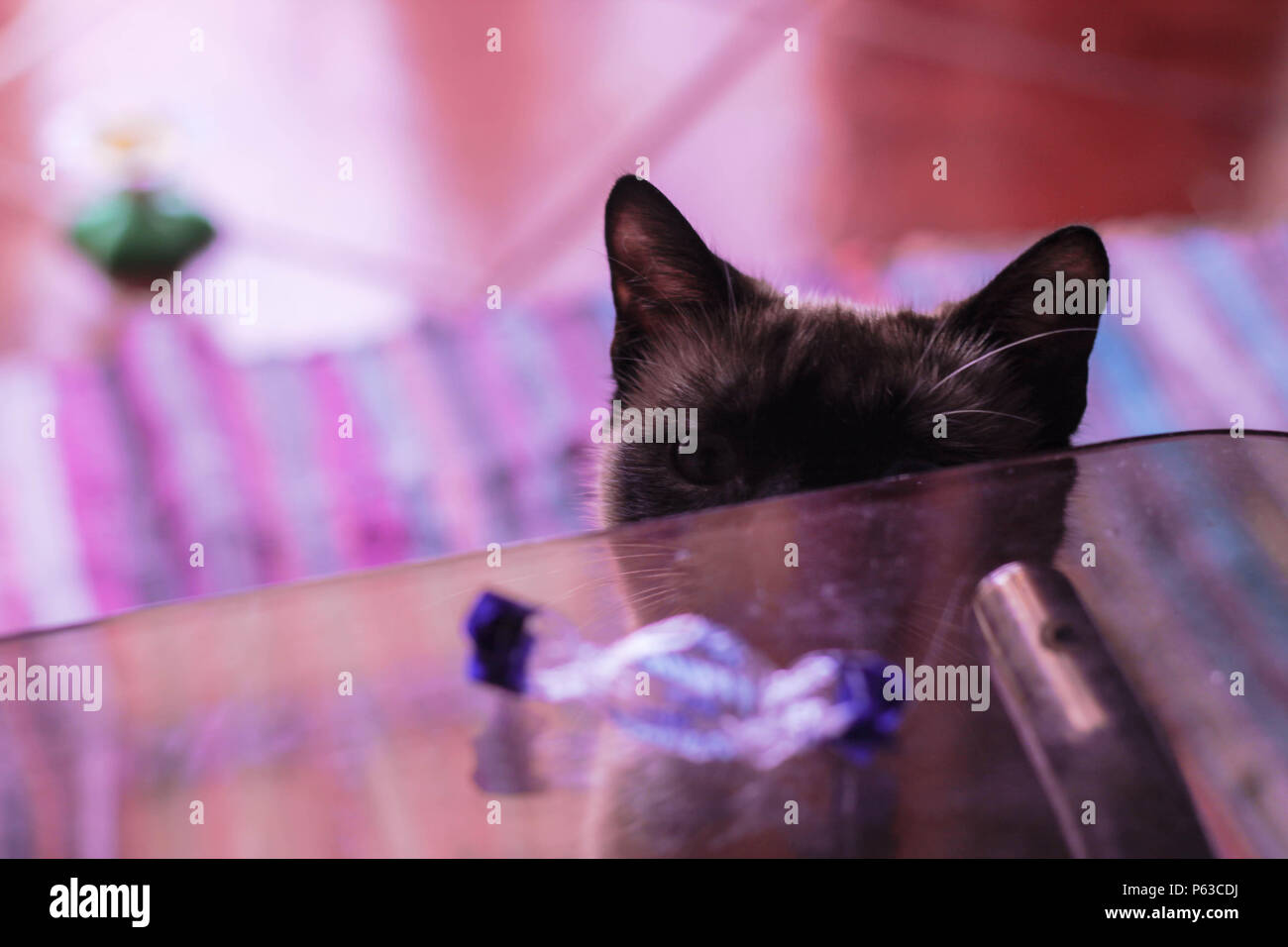 Siamese cats hi-res stock photography and images - Alamy