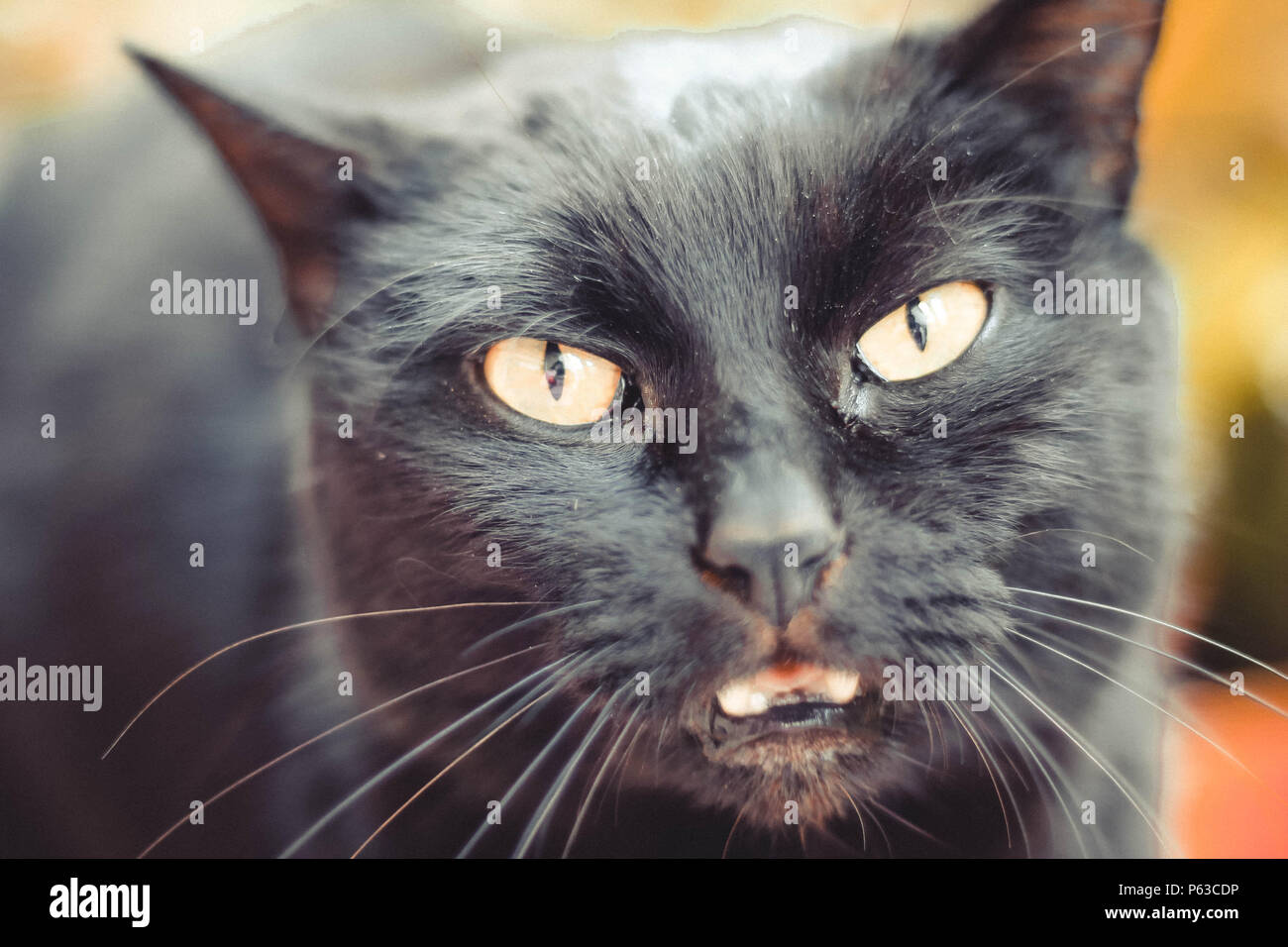 Meowing cat hi-res stock photography and images - Alamy