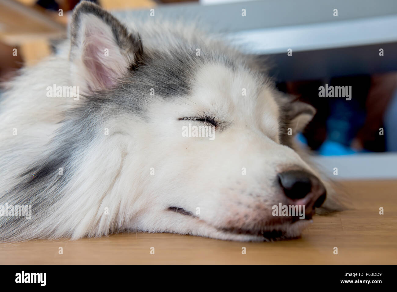 Siberian Husky, sleepy dog and lovely pet Stock Photo - Alamy