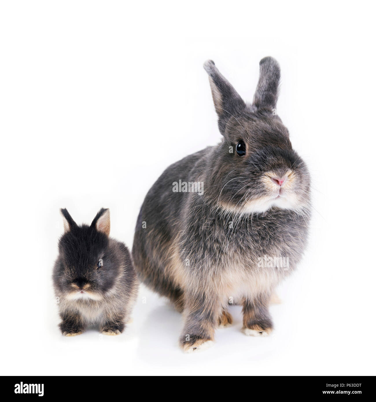 Mother rabbit two young rabbits hi-res stock photography and images - Alamy