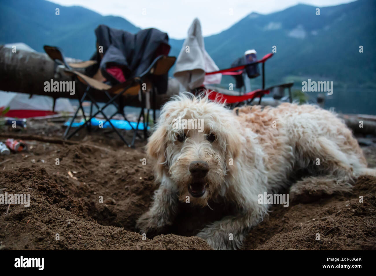 Golden retriever digging hi-res stock photography and images - Alamy