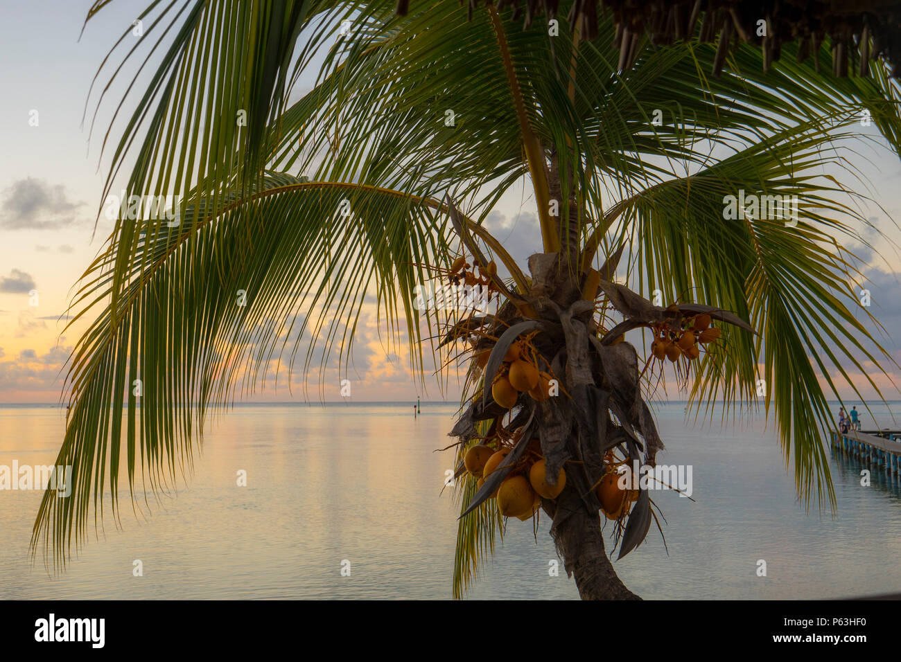 Coconut Palm Tree, Tiahura, Moorea, French Polynesia, South Pacific ...