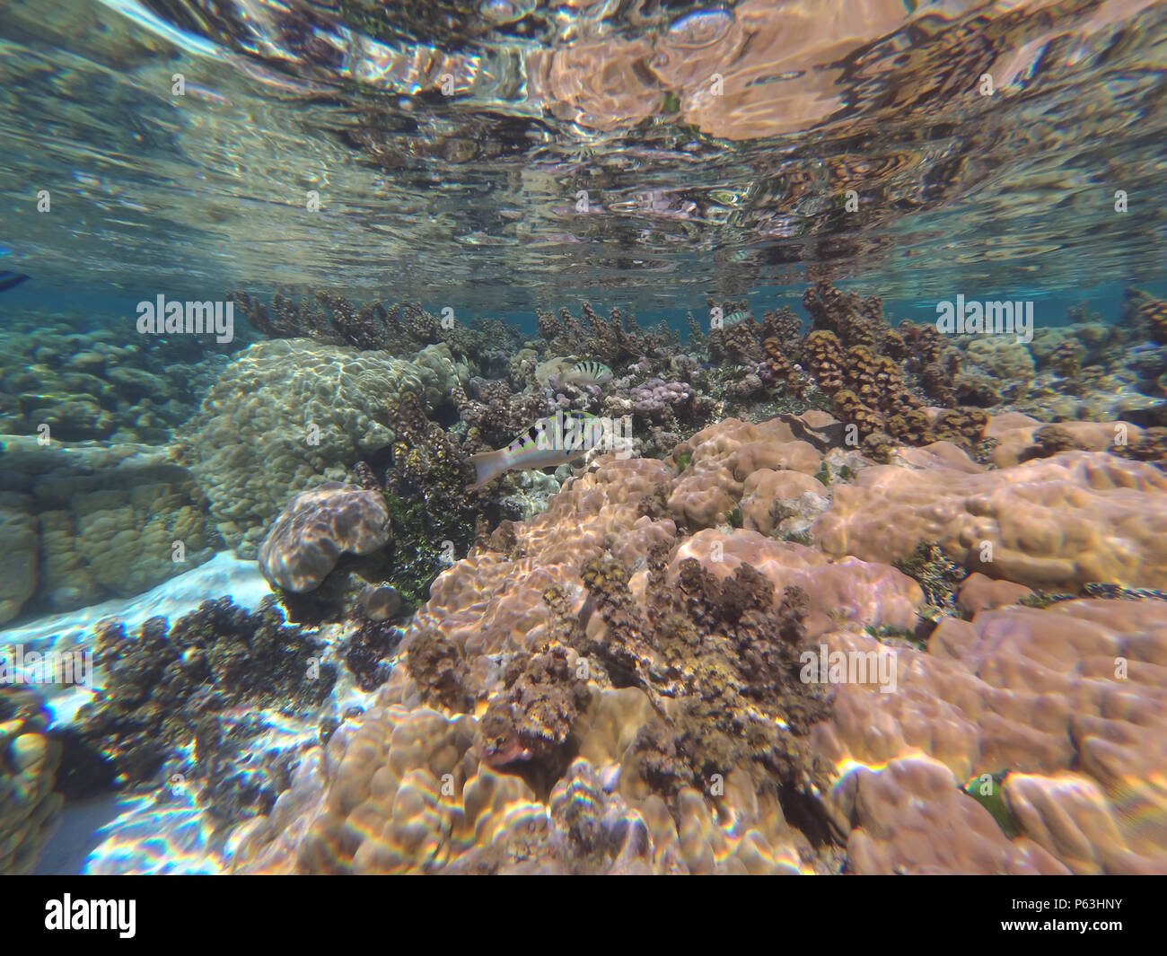 Tahaa, French Polynesia, South Pacific Stock Photo - Alamy