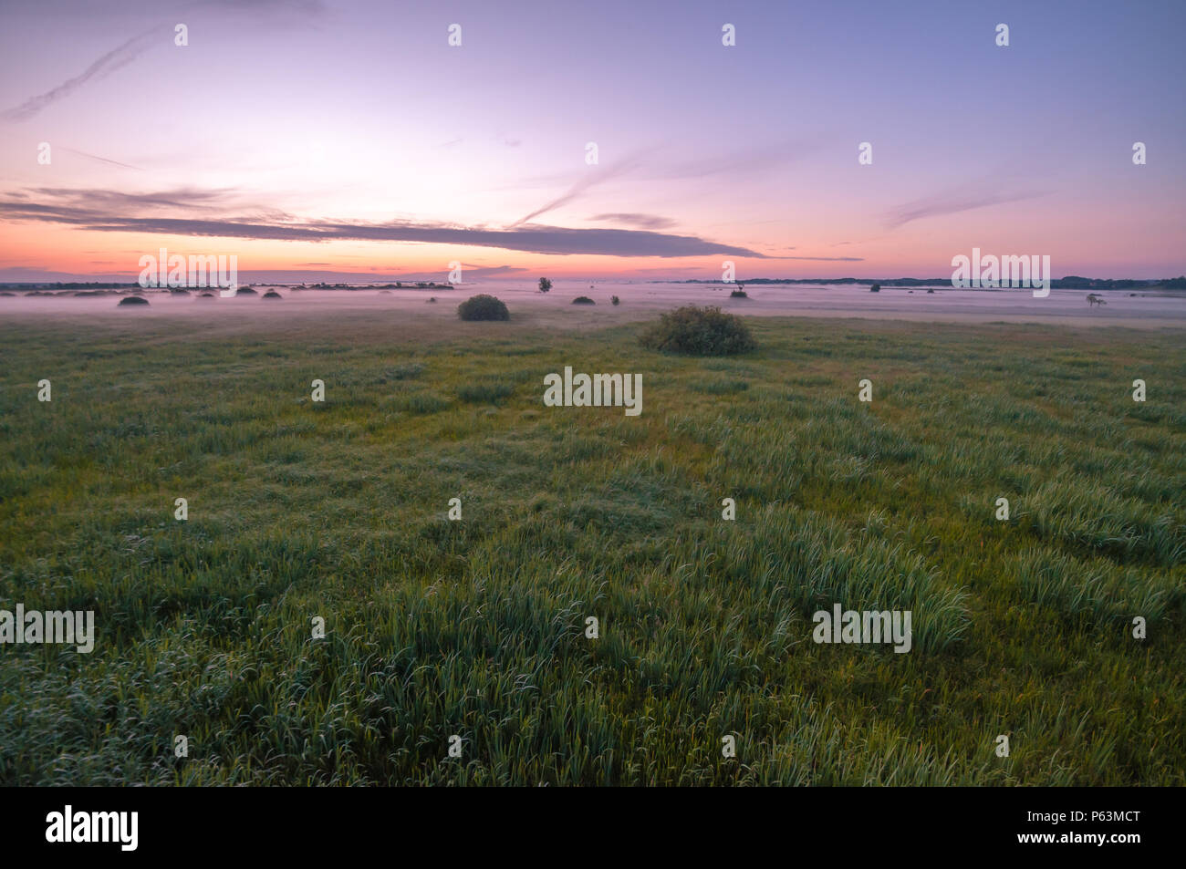 Natural Park of Biebrza Valley - sunrise over medow and pool Stock ...