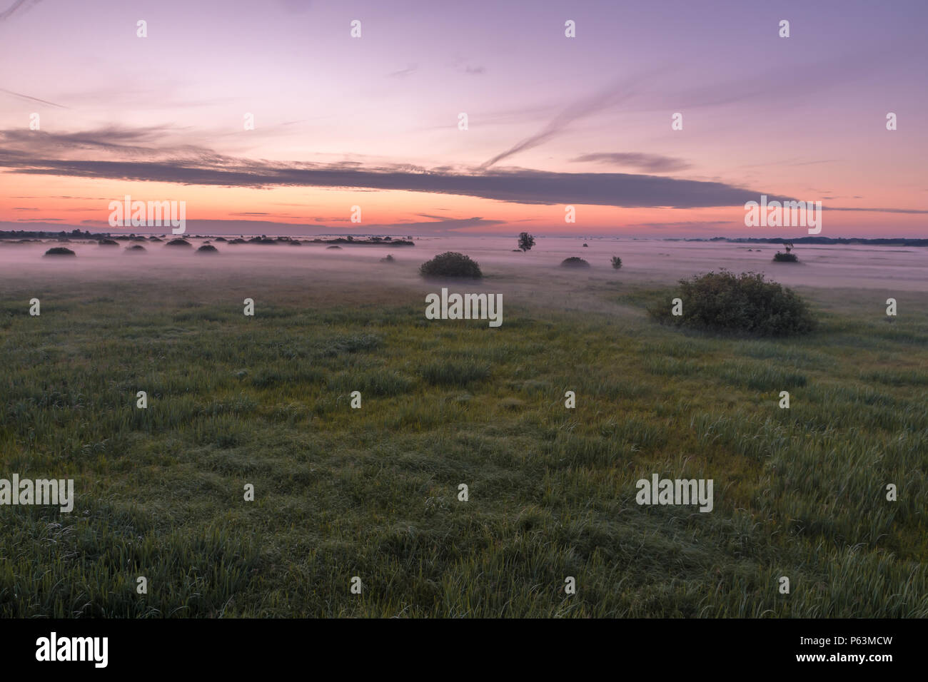 Natural Park of Biebrza Valley - sunrise over medow and pool Stock ...