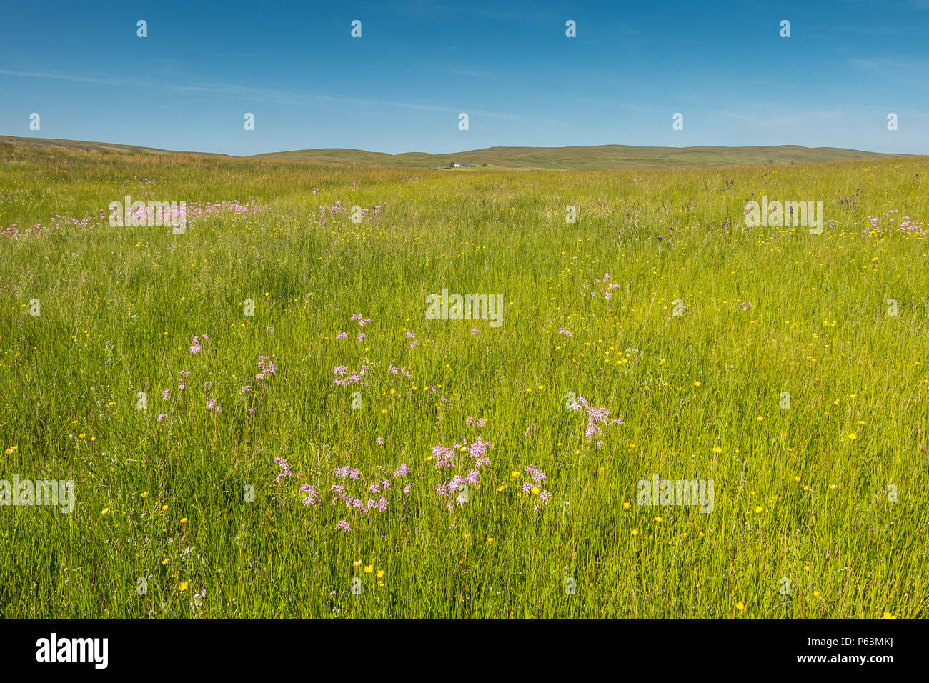 North pennines hay meadow hi-res stock photography and images - Alamy