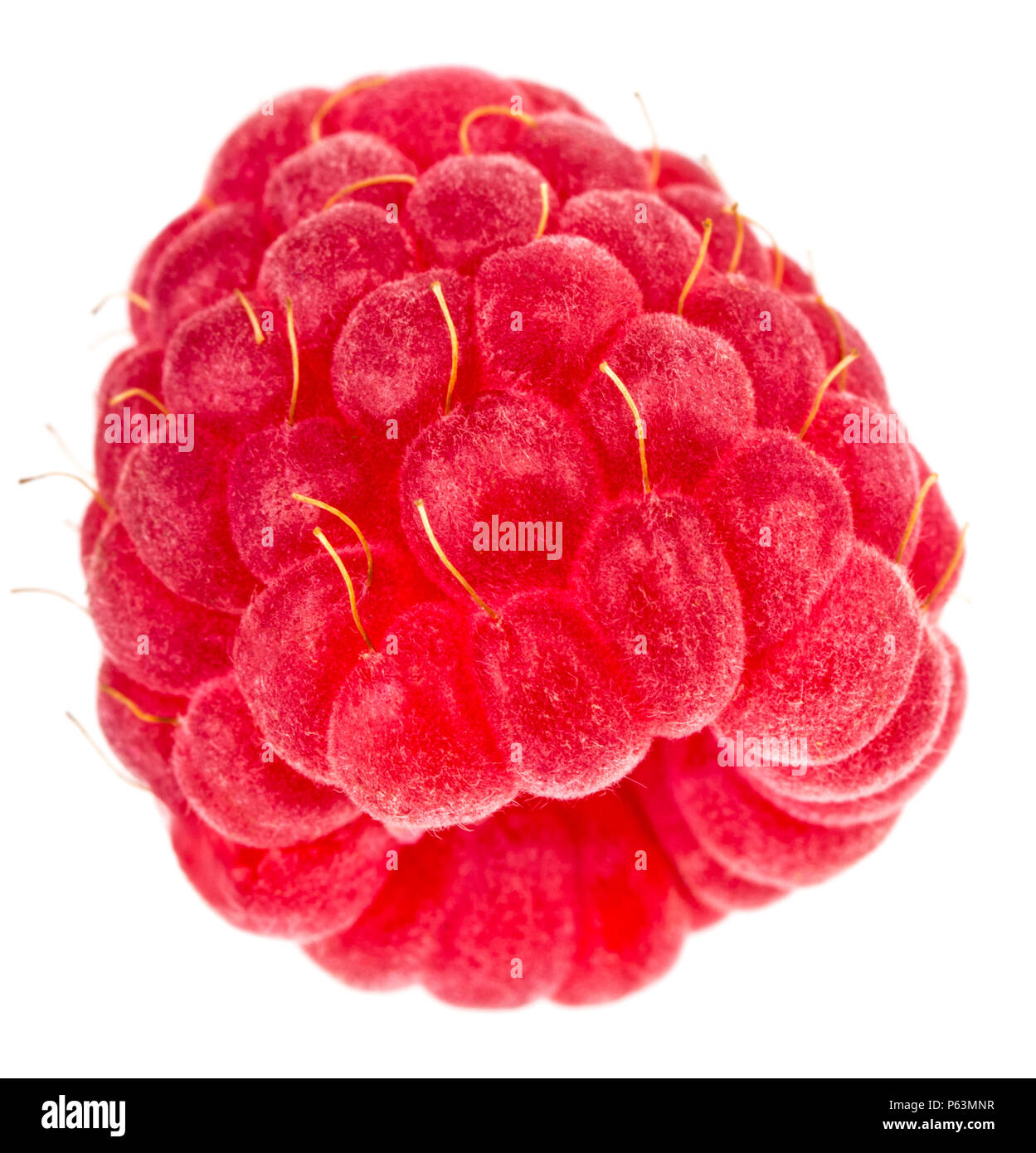 isolated berry. One fresh raspberry fruit isolated on white background ...