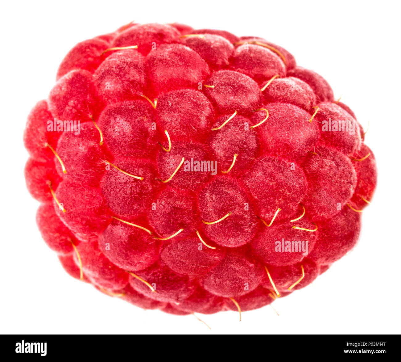 isolated berry. One fresh raspberry fruit isolated on white background ...