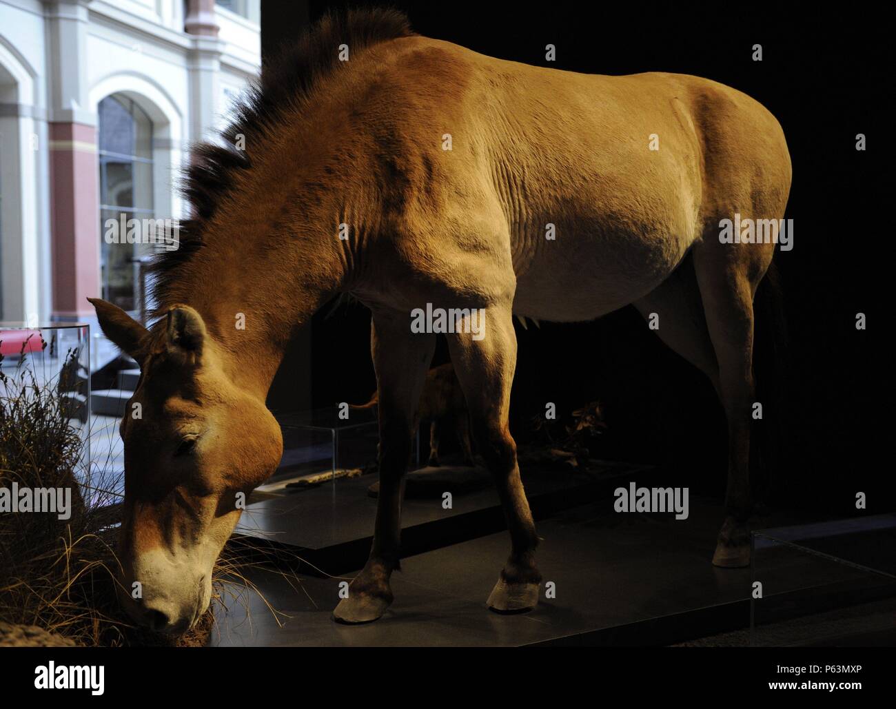 Taxidermia. Ejemplar disecado de un Caballo de Przewalski, caballo ...