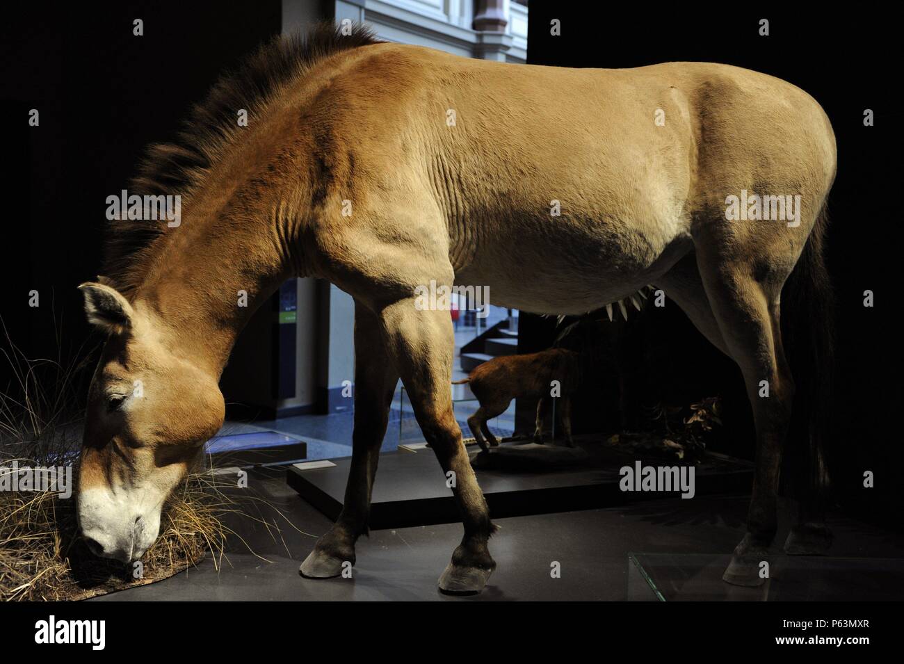 Taxidermia. Ejemplar disecado de un Caballo de Przewalski, caballo ...