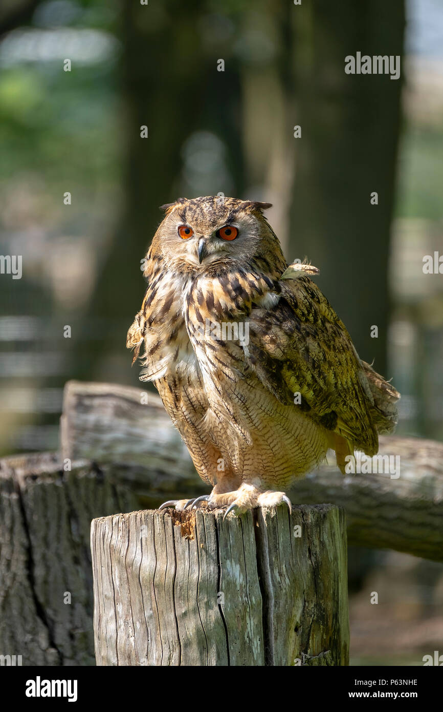 European eagle owl on wooden log Stock Photo - Alamy