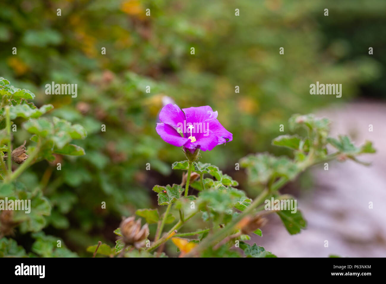 Purple puff flower hi-res stock photography and images - Alamy