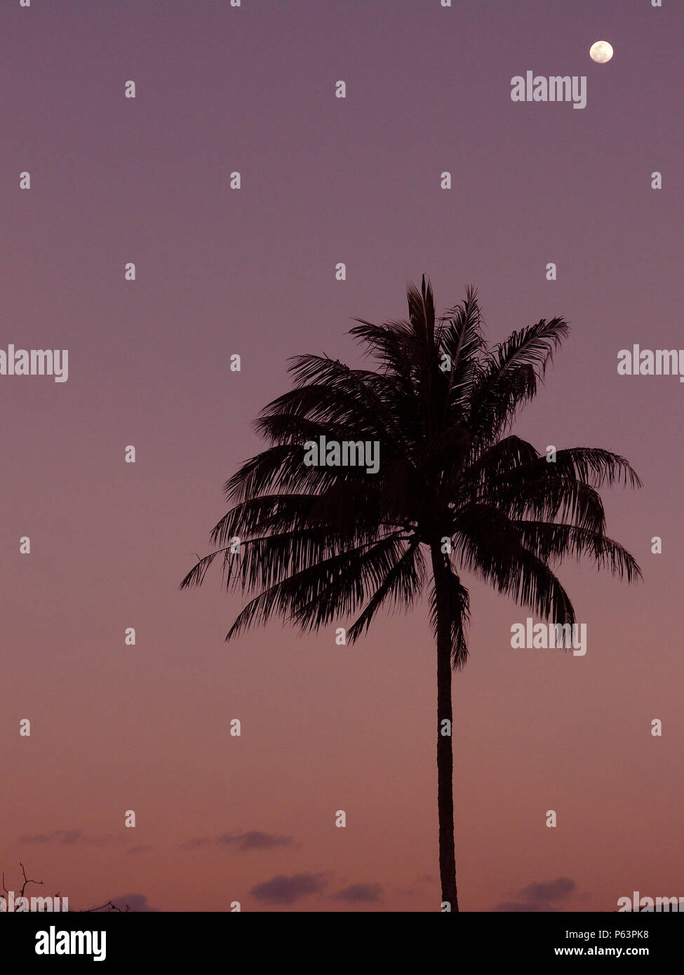 Moon over a palm tree Stock Photo - Alamy