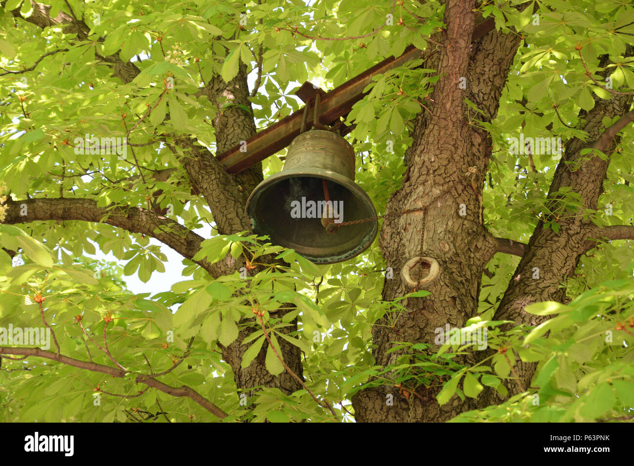 Tree as a bell tower Stock Photo - Alamy