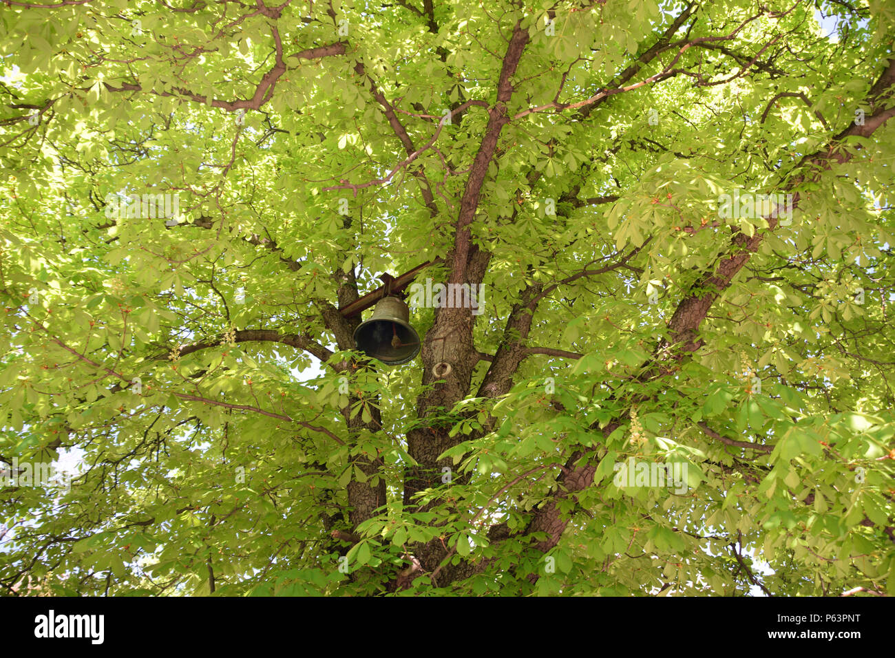 Bell leaf hi-res stock photography and images - Alamy